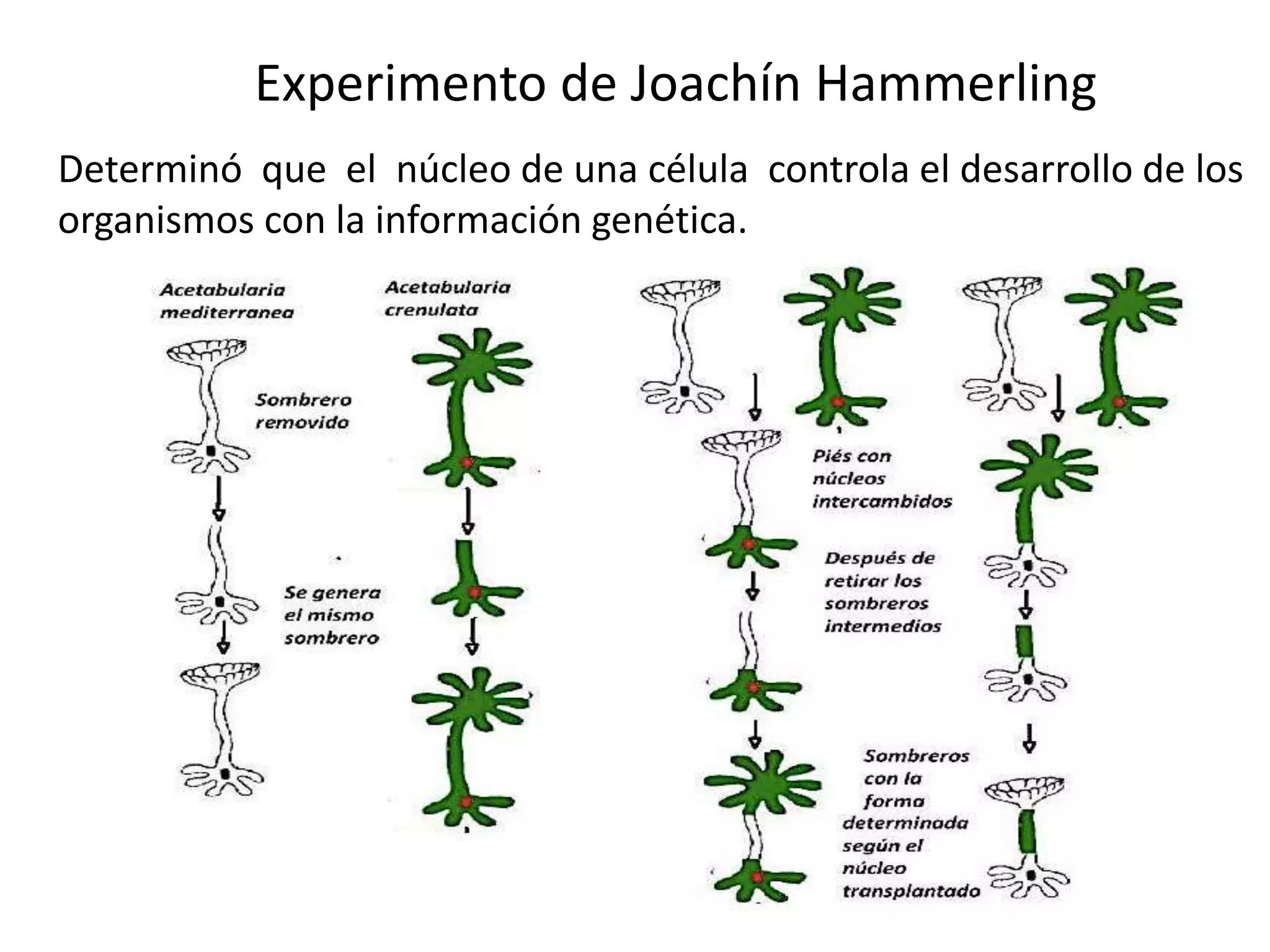 Experimento de joachin hammerling | PPTX