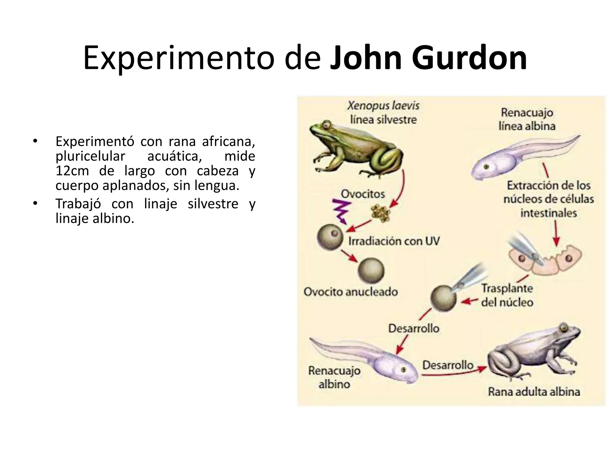 Experimento de joachin hammerling | PPTX