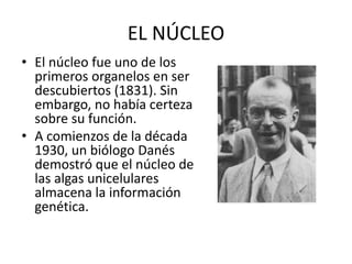 Experimento de joachin hammerling | PPT