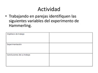 Experimento de joachin hammerling | PPT
