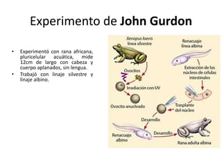 Experimento de joachin hammerling | PPT