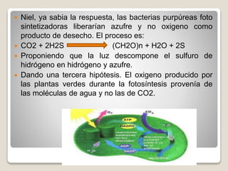 Experimento de Van Neil | PPTX
