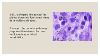 Experimento de Van Niel | PPTX