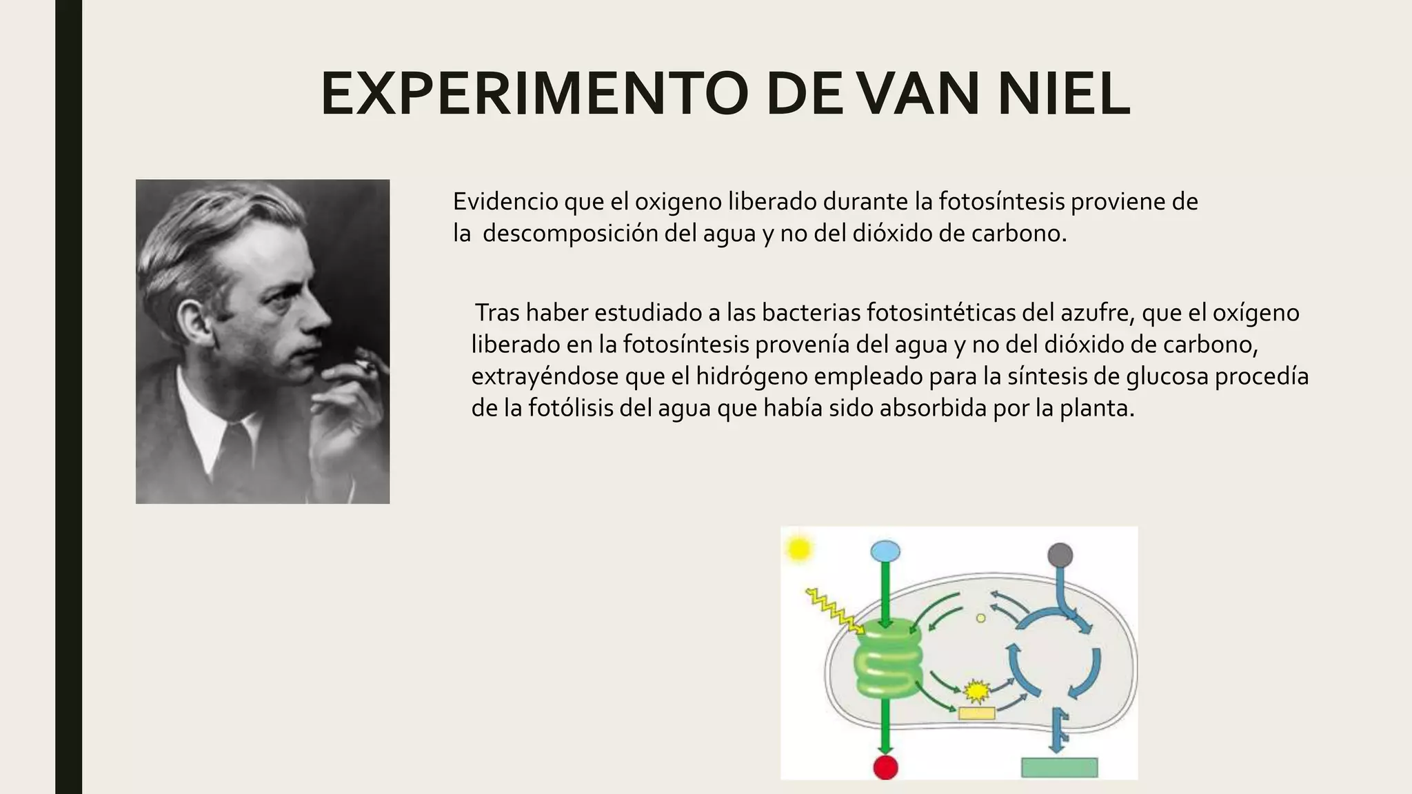Experimento de van niel | PPT