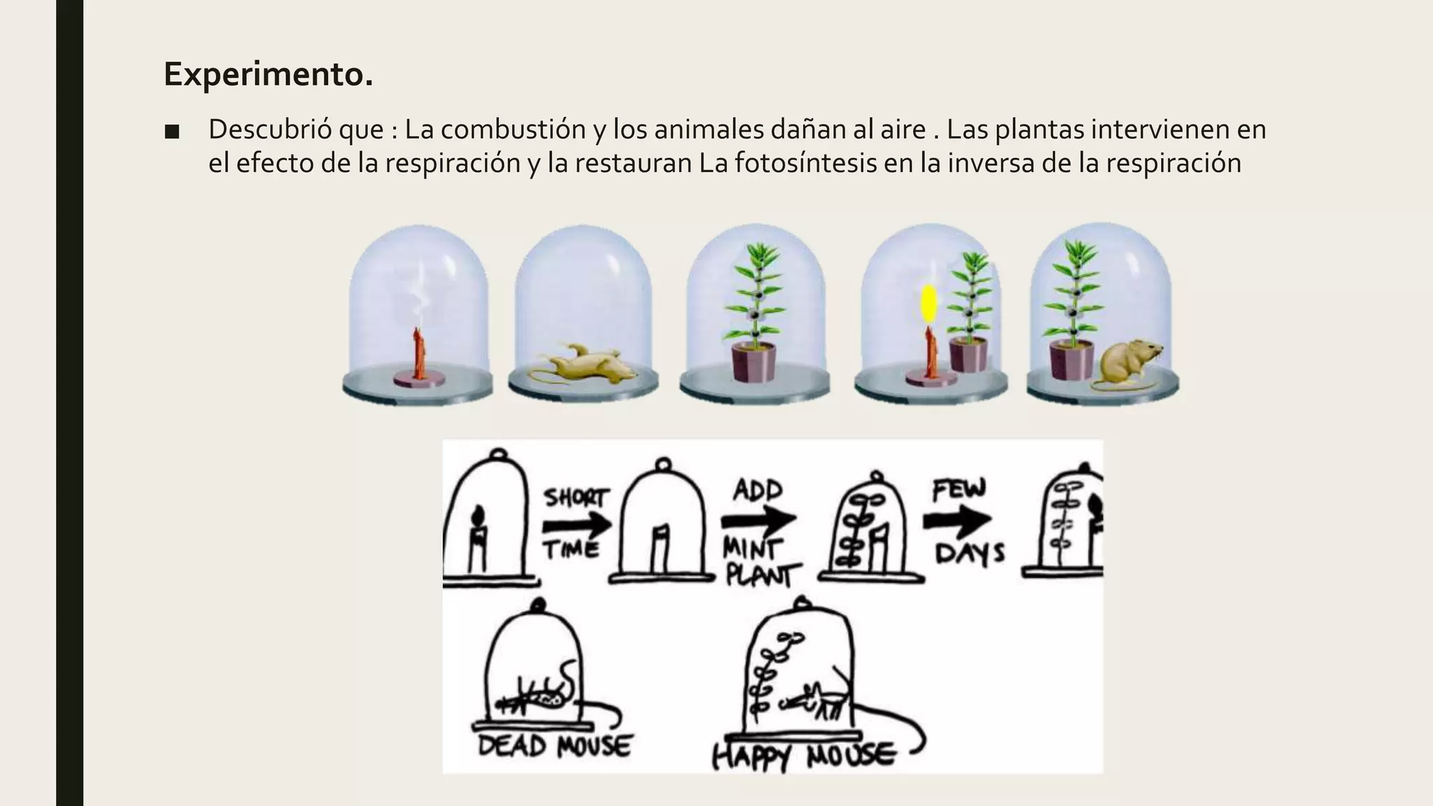 Experimento de van niel | PPT