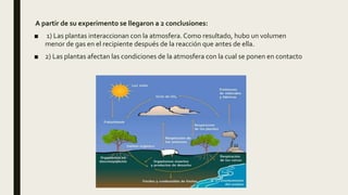 Experimento de van niel | PPTX