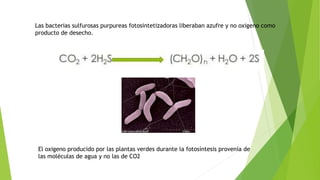 Experimento de van niel | PPTX