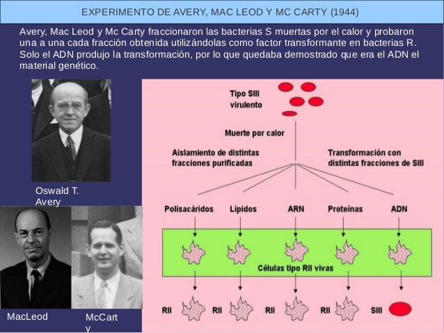 Experimentos del adn