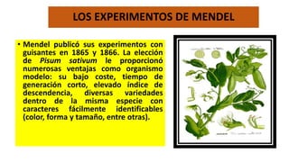 Experimentos de mendel | PPTX