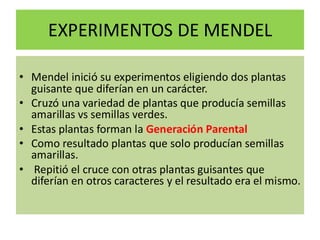 EXPERIMENTOS DE MENDEL BIOLOGIA HUMANA SEMESTRE II | PDF