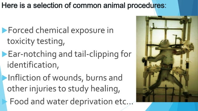 Experiments And Tests On Animals (Case study) | PPT