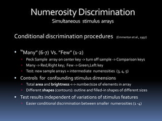 Experiments on Number | PPT