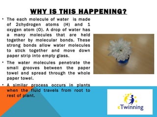 Experiment with food coloring | PPT