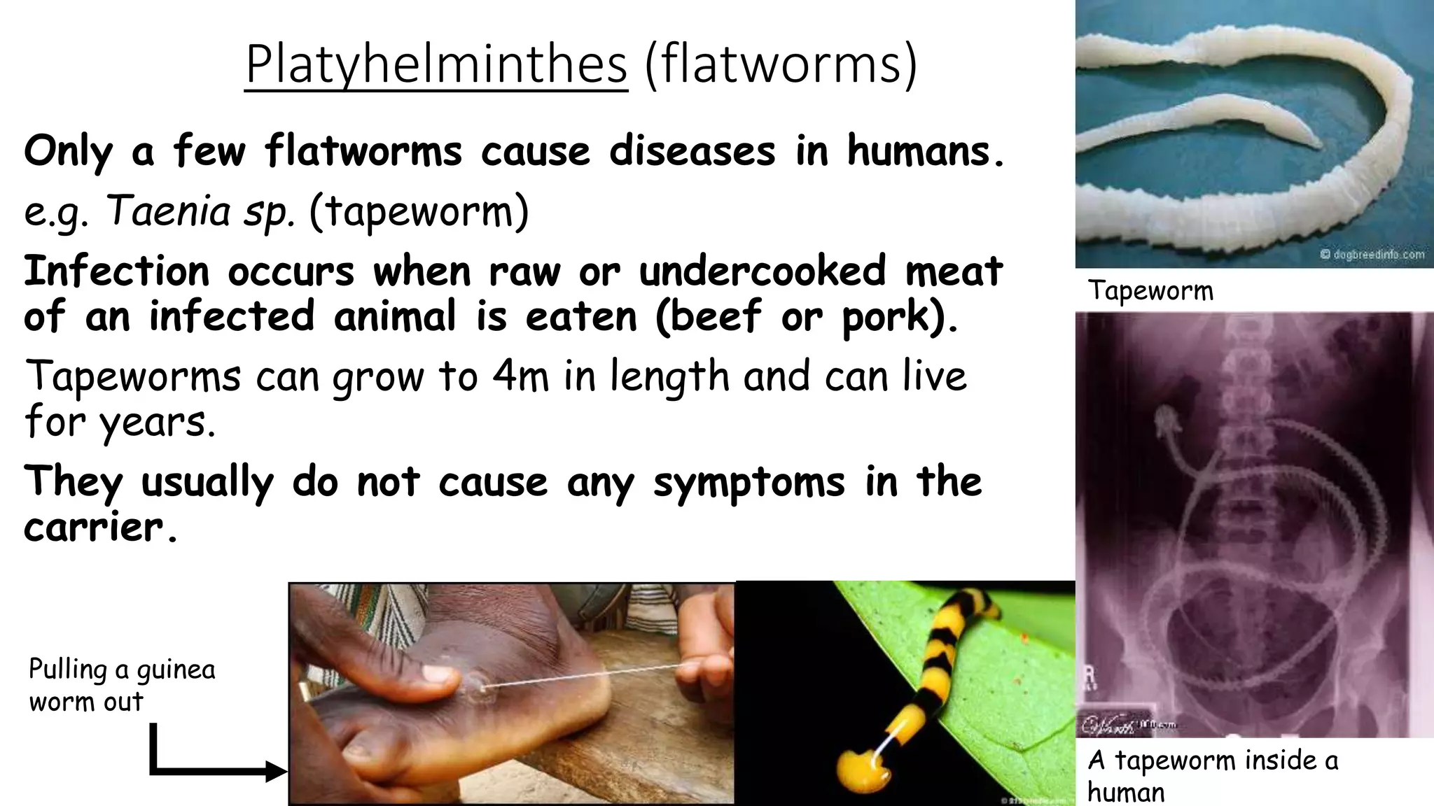 Microbe Identification | PPT