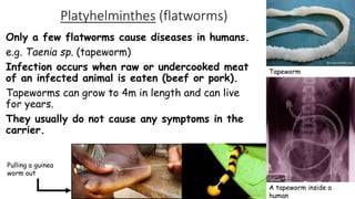 Microbe Identification | PPT