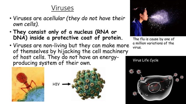 Microbe Identification | PPT