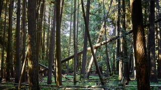 The Complete Guide to Leaf Area Index | PDF