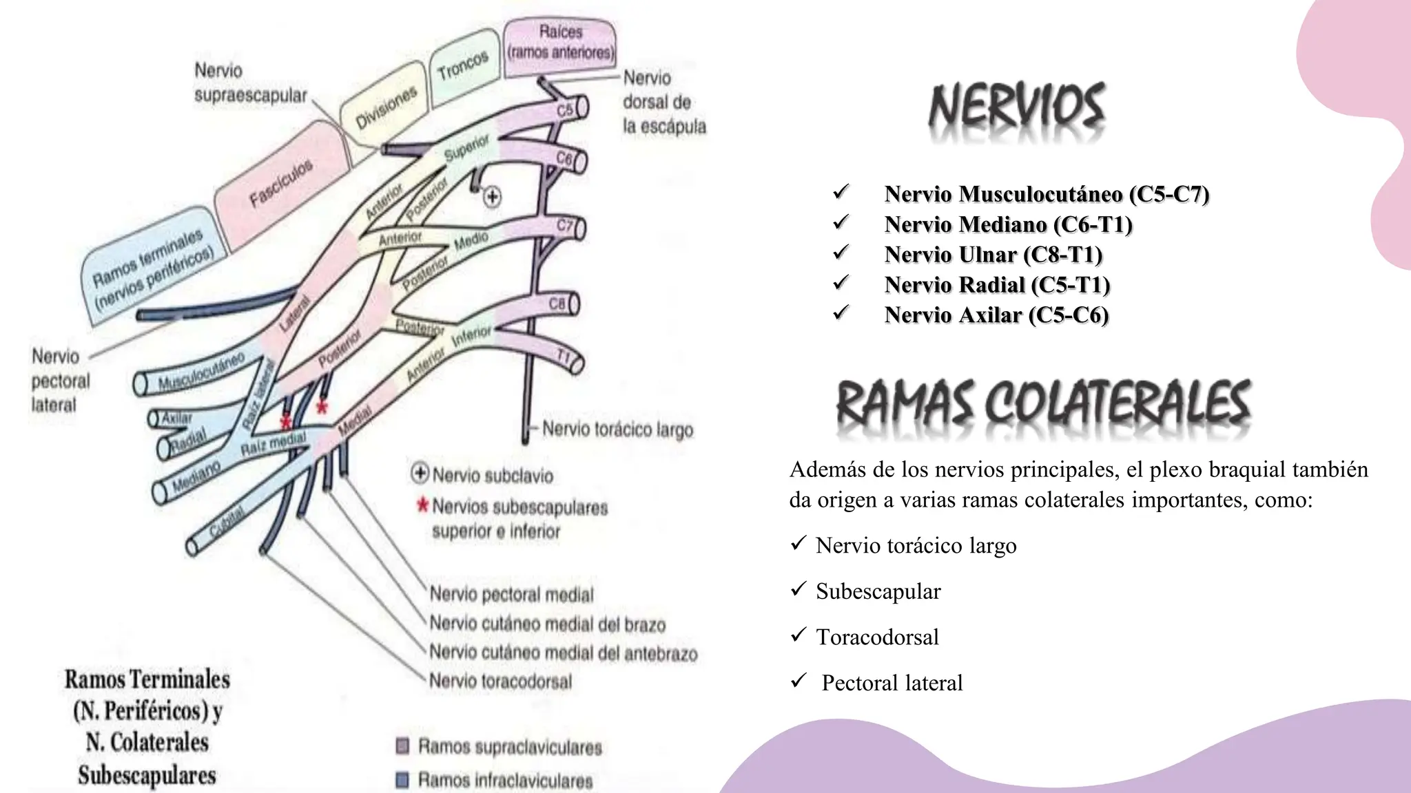 NEURLOGIA DEL PLEXO BRAQUIAL SU FUNCION Y ANATOMIA | PPT