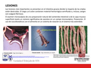 Exp la coccidiosis aviar | PPTX