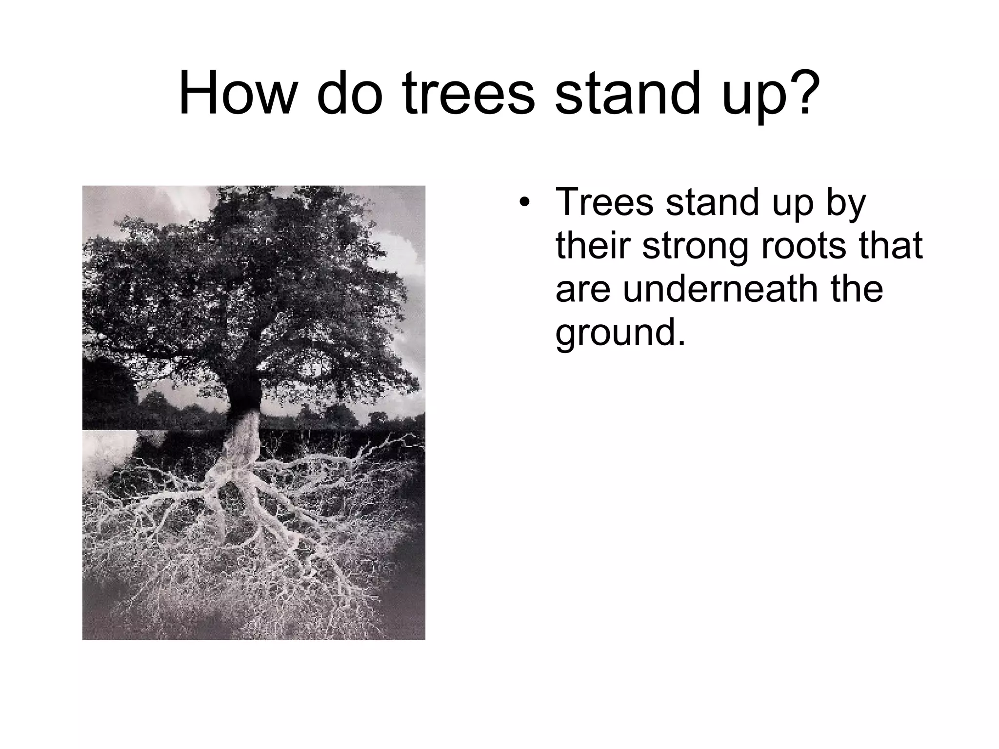 Explain The Life Cycle Of A Tree | PPT