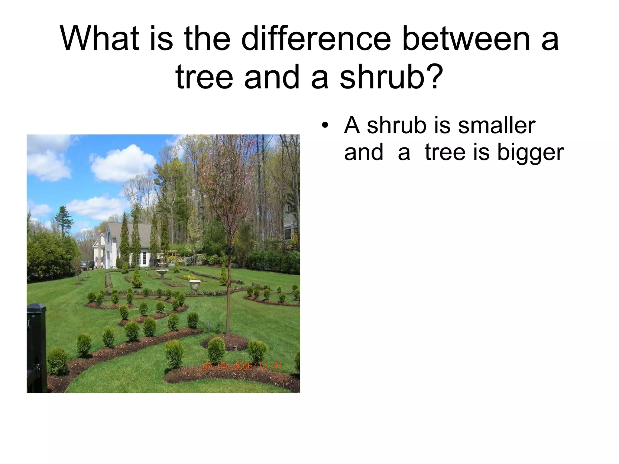 Explain The Life Cycle Of A Tree | PPT