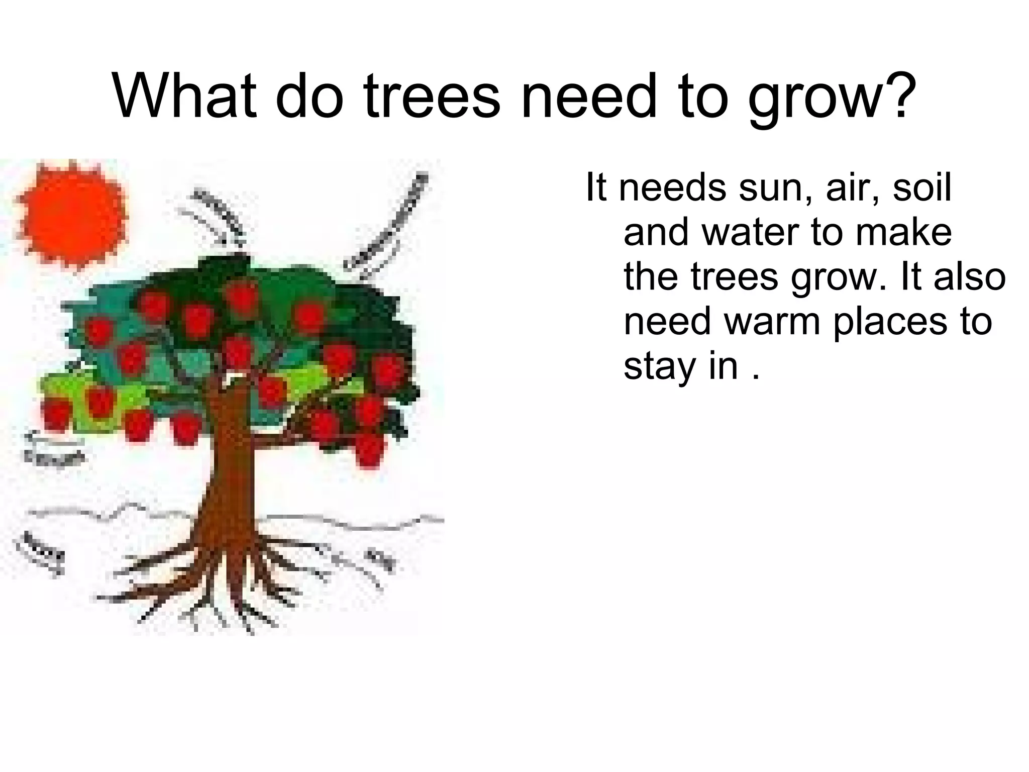 Explain The Life Cycle Of A Tree | PPT