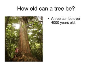 Explain The Life Cycle Of A Tree | PPT