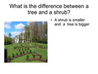 Explain The Life Cycle Of A Tree | PPT