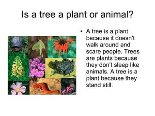 Explain The Life Cycle Of A Tree | PPT