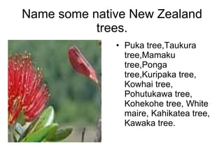 Explain The Life Cycle Of A Tree | PPT