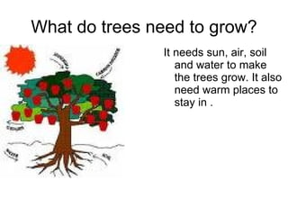 Explain The Life Cycle Of A Tree | PPT