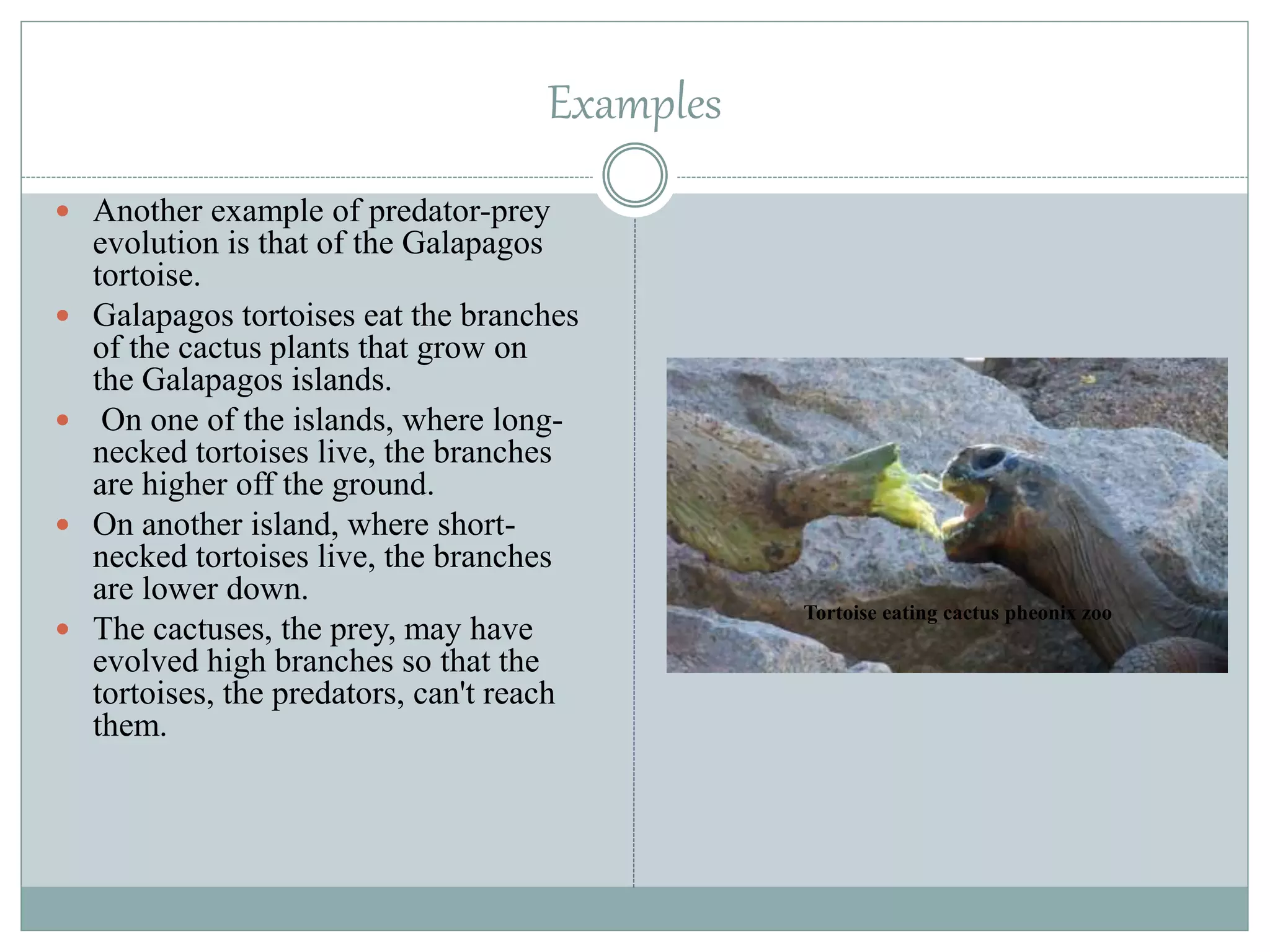 animal relationship w.r.t prey and predator | PPTX