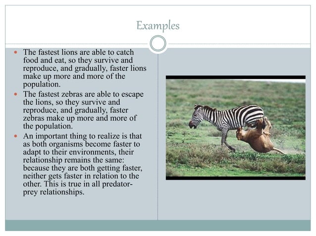 animal relationship w.r.t prey and predator | PPTX | Biological ...
