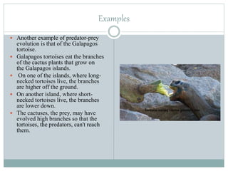animal relationship w.r.t prey and predator | PPTX