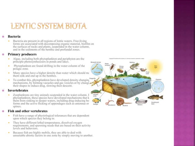 freshwater habitat with ecological classification of freshwater animals ...