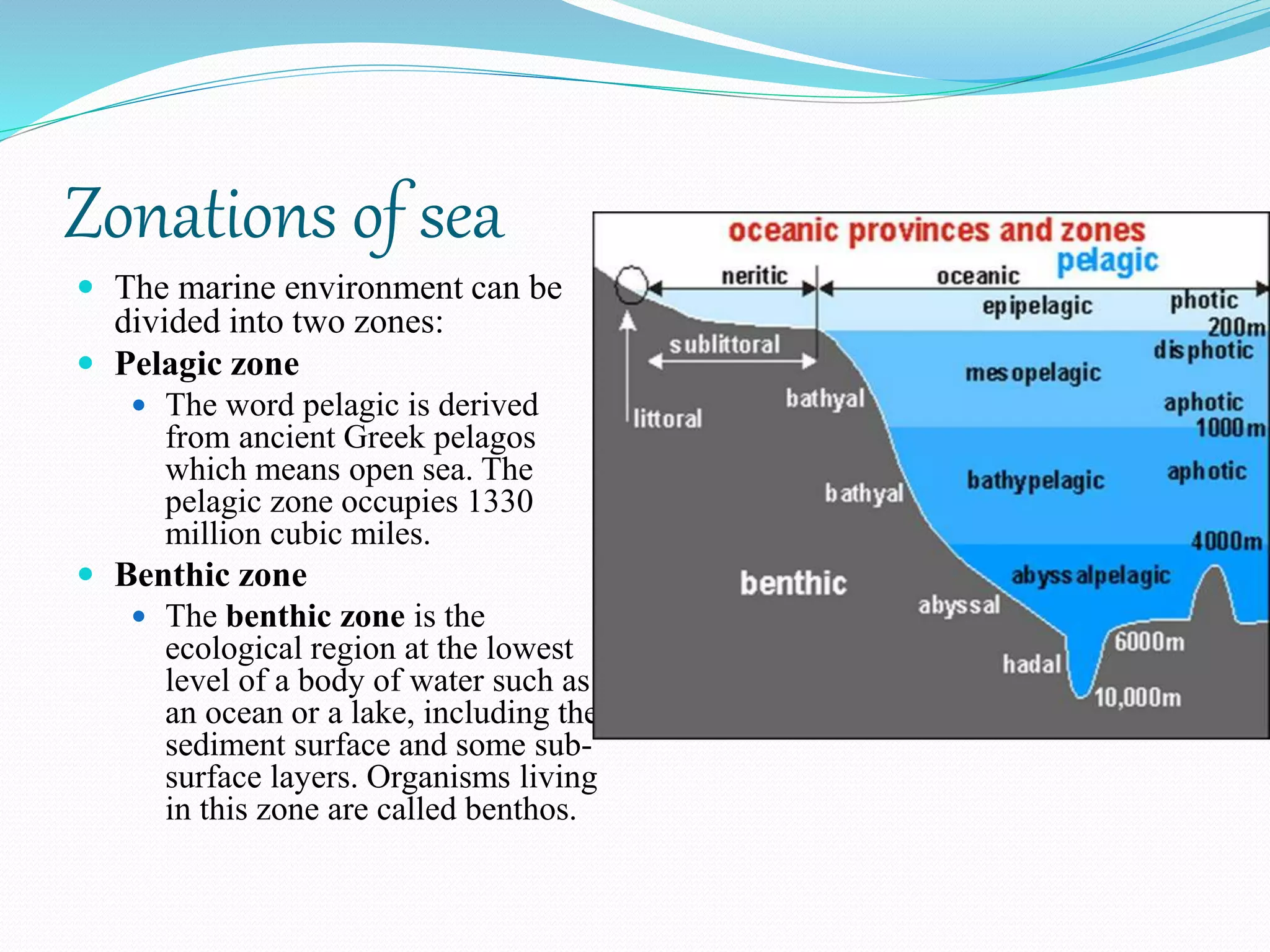 zonations of sea and ecological classification of marine biota | PPTX
