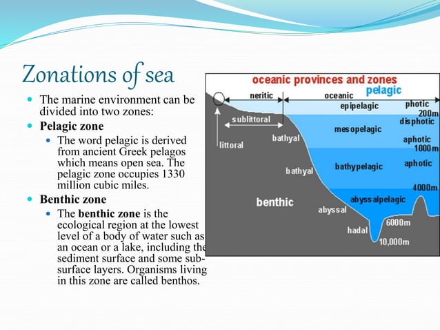 zonations of sea and ecological classification of marine biota | PPTX ...