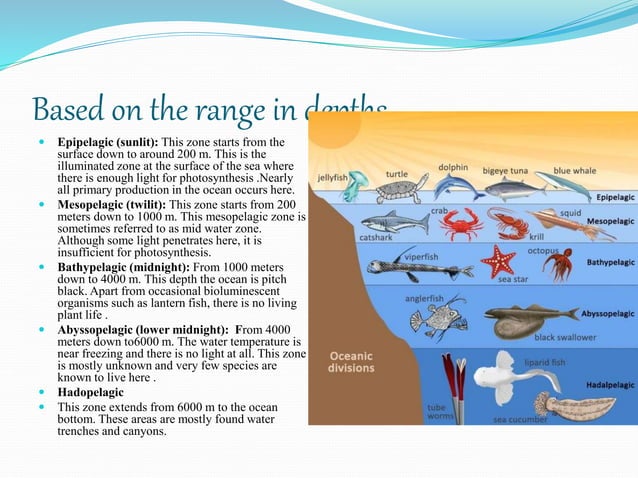 zonations of sea and ecological classification of marine biota | PPTX ...