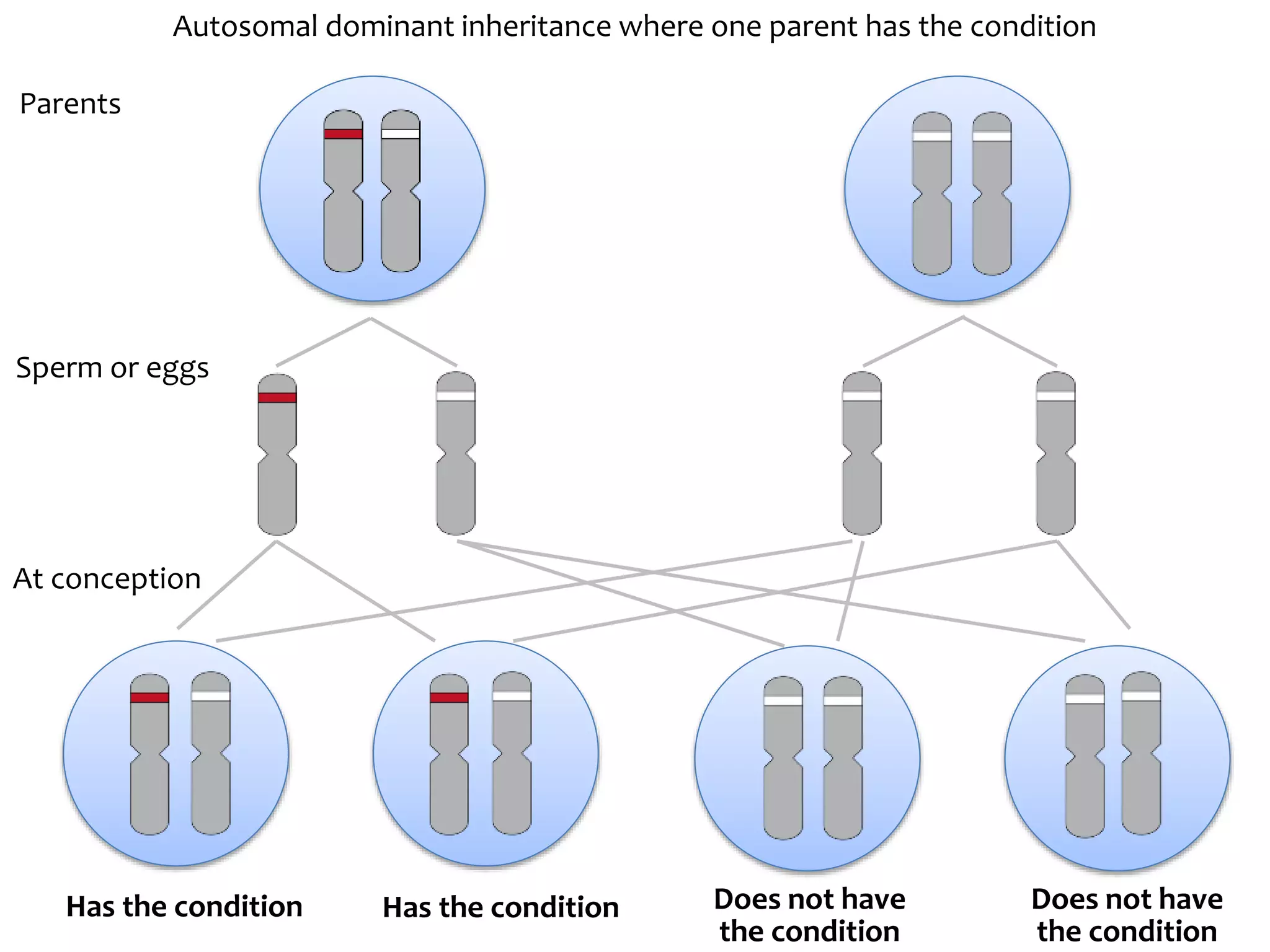 Explanation of autosomal dominant inheritance | PPTX