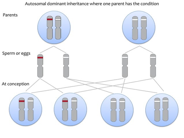 Explanation of autosomal dominant inheritance | PPTX | Infertility ...