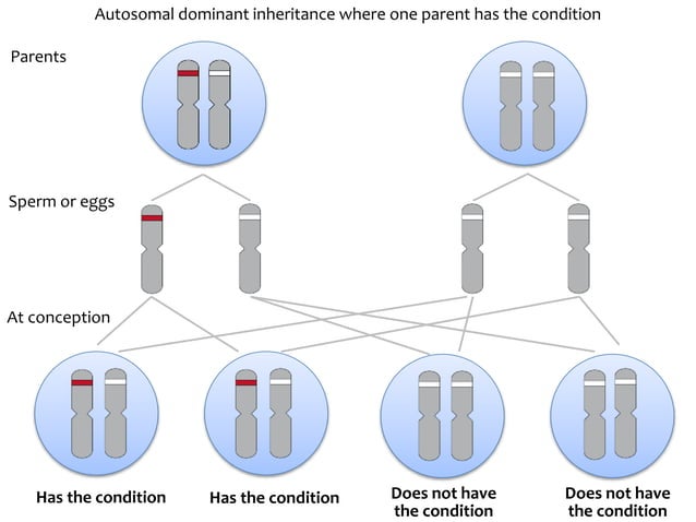 Explanation of autosomal dominant inheritance | PPTX | Infertility | Reproductive Health
