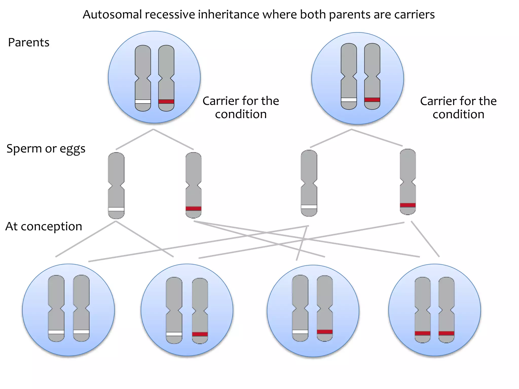 Explanation of autosomal recessive inheritance | PPTX