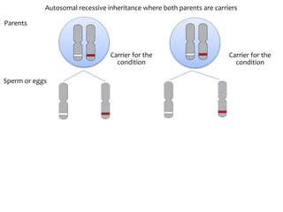 Explanation of autosomal recessive inheritance | PPTX