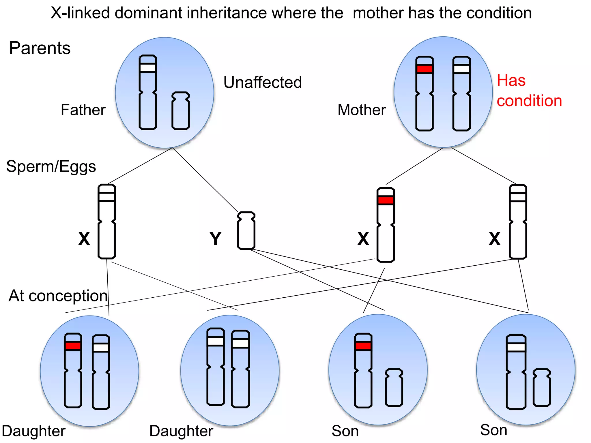 Explanation of X-Linked inheritance | PPTX