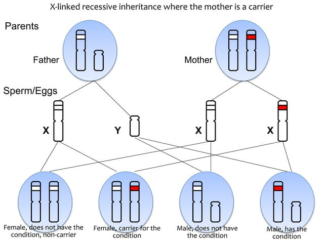 Explanation of X-Linked inheritance | PPTX | Infertility | Reproductive ...
