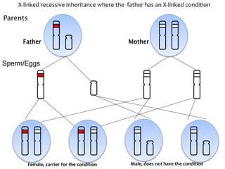 Explanation of X-Linked inheritance | PPTX