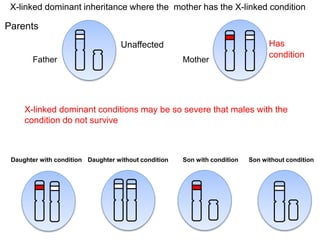 Explanation of X-Linked inheritance | PPTX