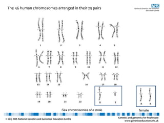 Explanation of X-Linked inheritance | PPTX