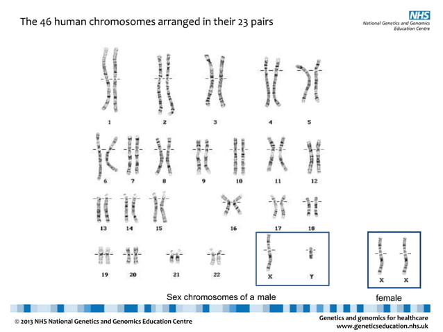 Explanation of X-Linked inheritance | PPTX | Infertility | Reproductive ...
