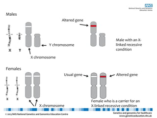 Explanation of X-Linked inheritance | PPTX